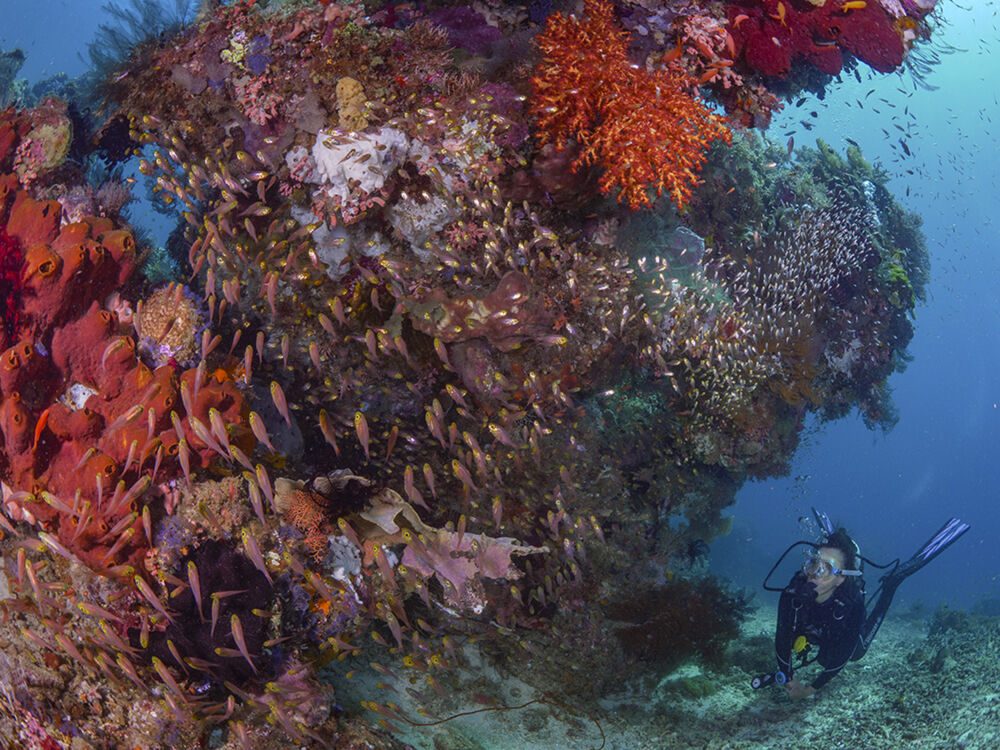 Tauchurlaub Ambon & Halmahera 🤿