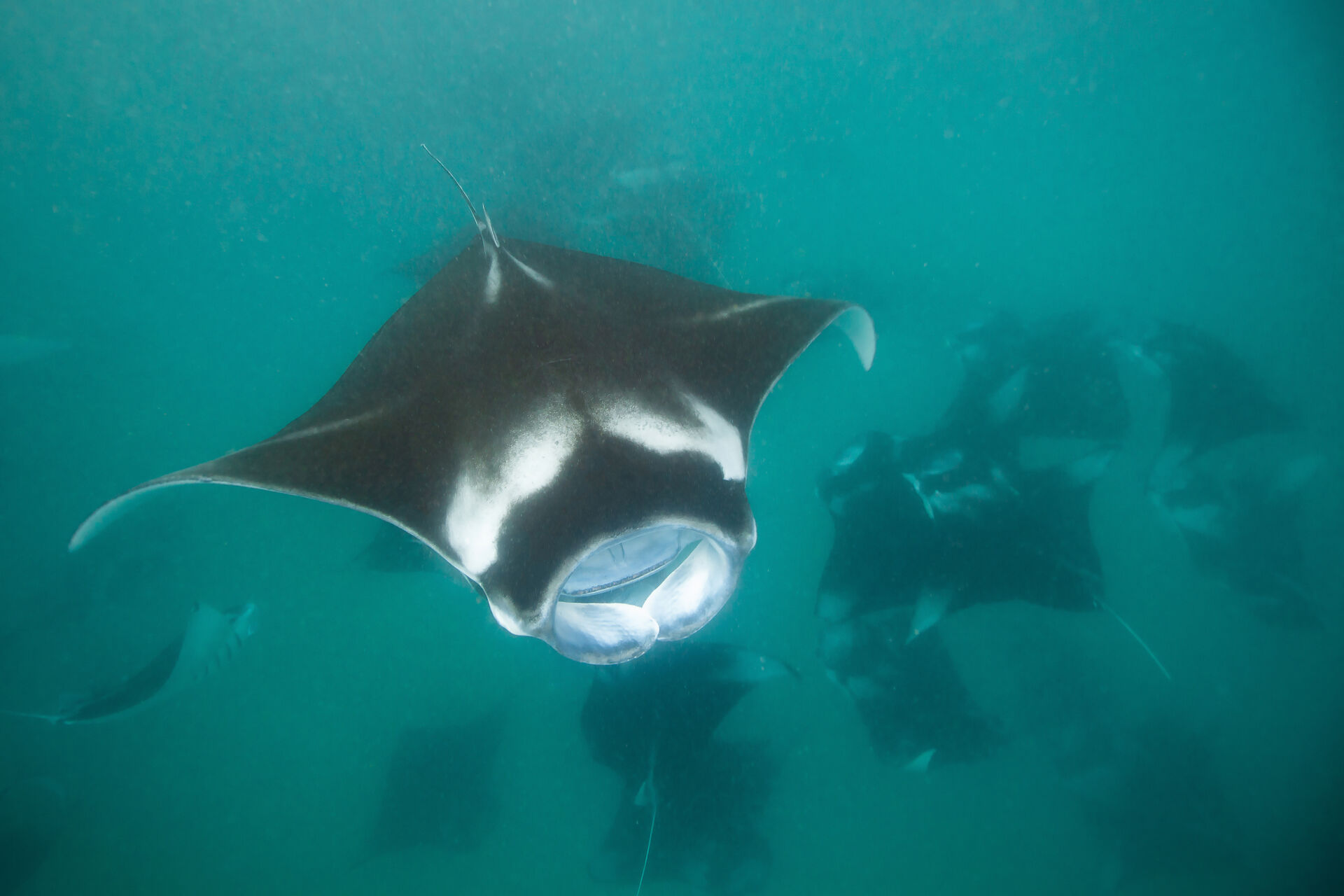 Manta Spot Hanifaru 🤿