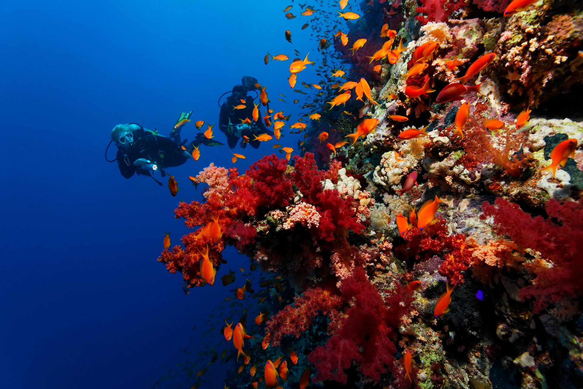 Elba Reef 🤿 unbekanntes Riff in Ägypten betauchen