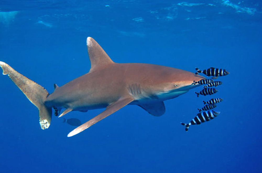 Elba Reef - Golden Dolphin Flotte